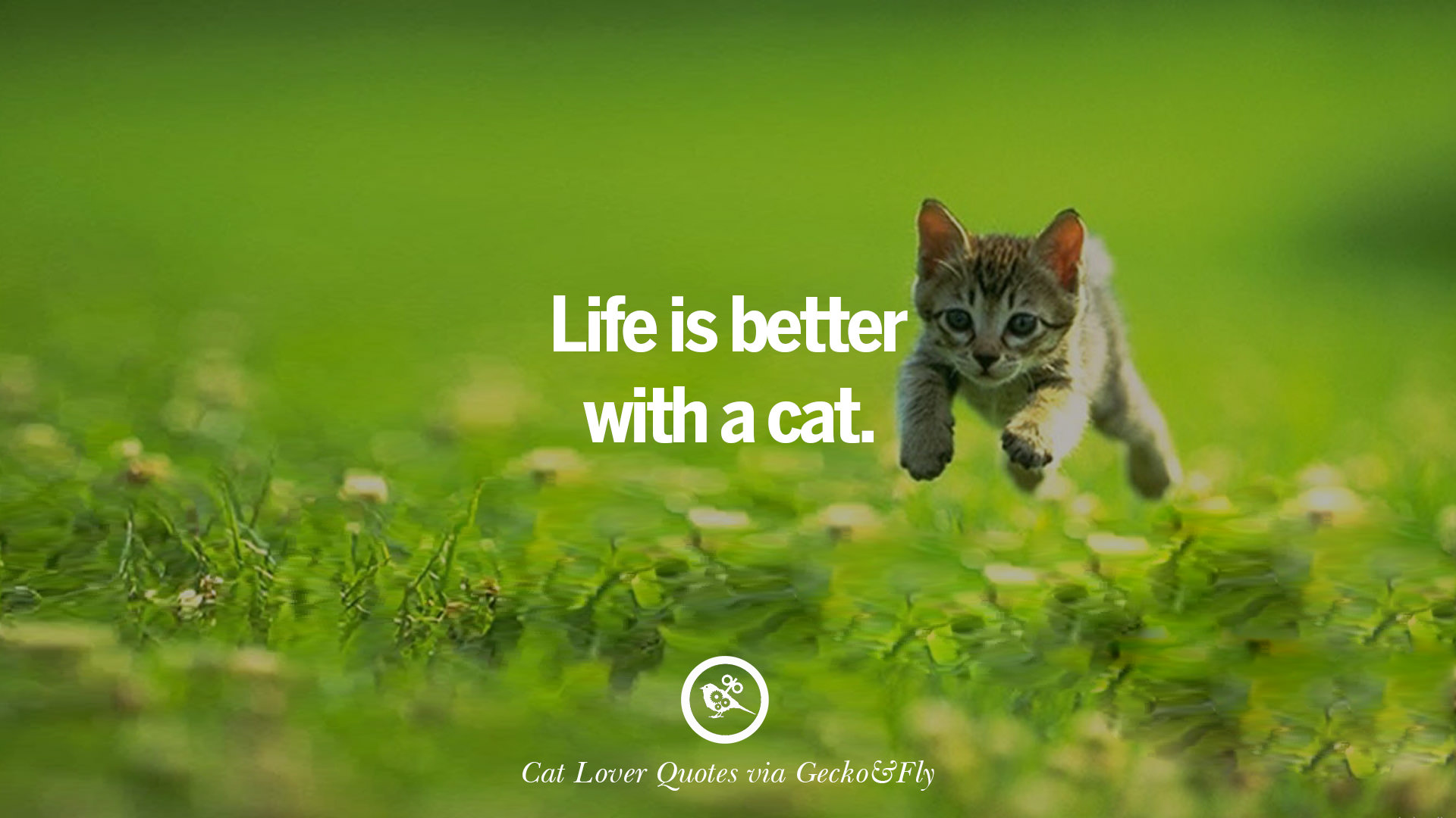 25 Cute Cat Images With Quotes For Crazy Cat Ladies Gentlemen And Lovers